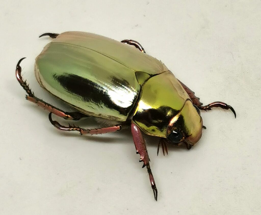 Chrysina strasseni Male – Top Insects