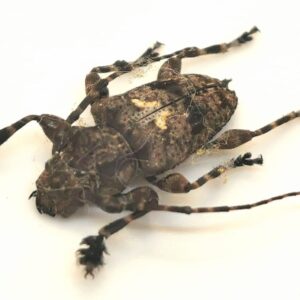 CERAMBYCIDAE – Top Insects